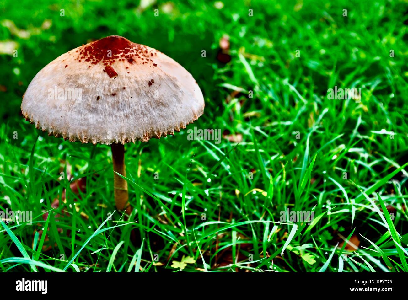 A large white toadstool in the grass, Mia Mia State Forest, Queensland ...