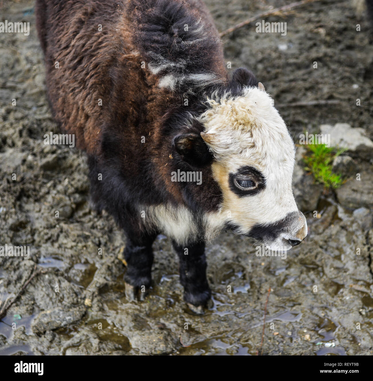Black yak (cow) on mountain of Annapurna Range of Nepal Stock Photo - Alamy