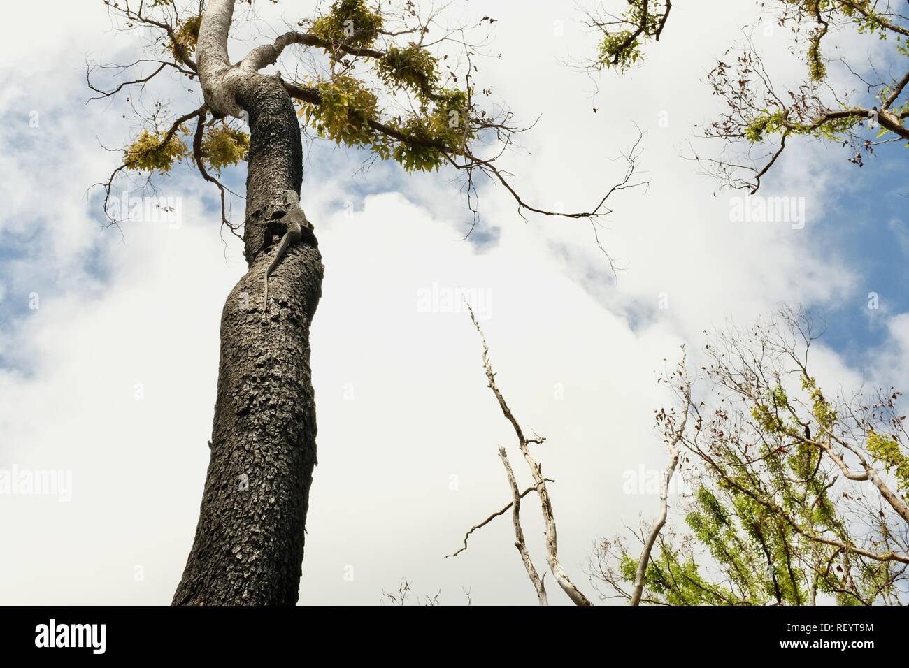 A goanna up a eucalyptus tree regrowing after a fire hi-res stock ...