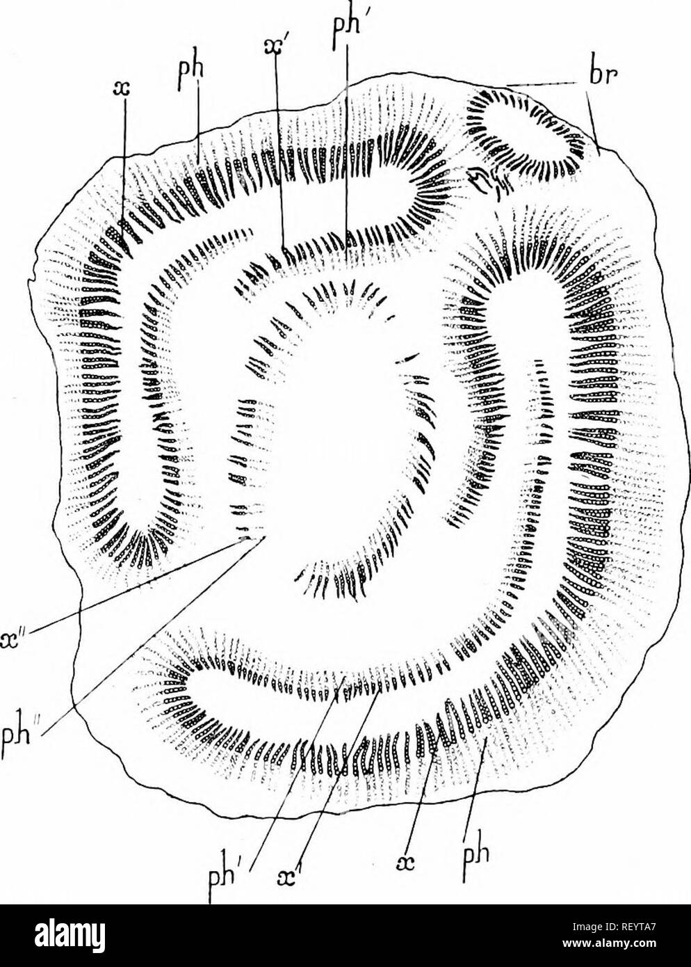 . Studies in fossil botany . Paleobotany. 488 STUDIES IN FOSSIL BOTANY ...