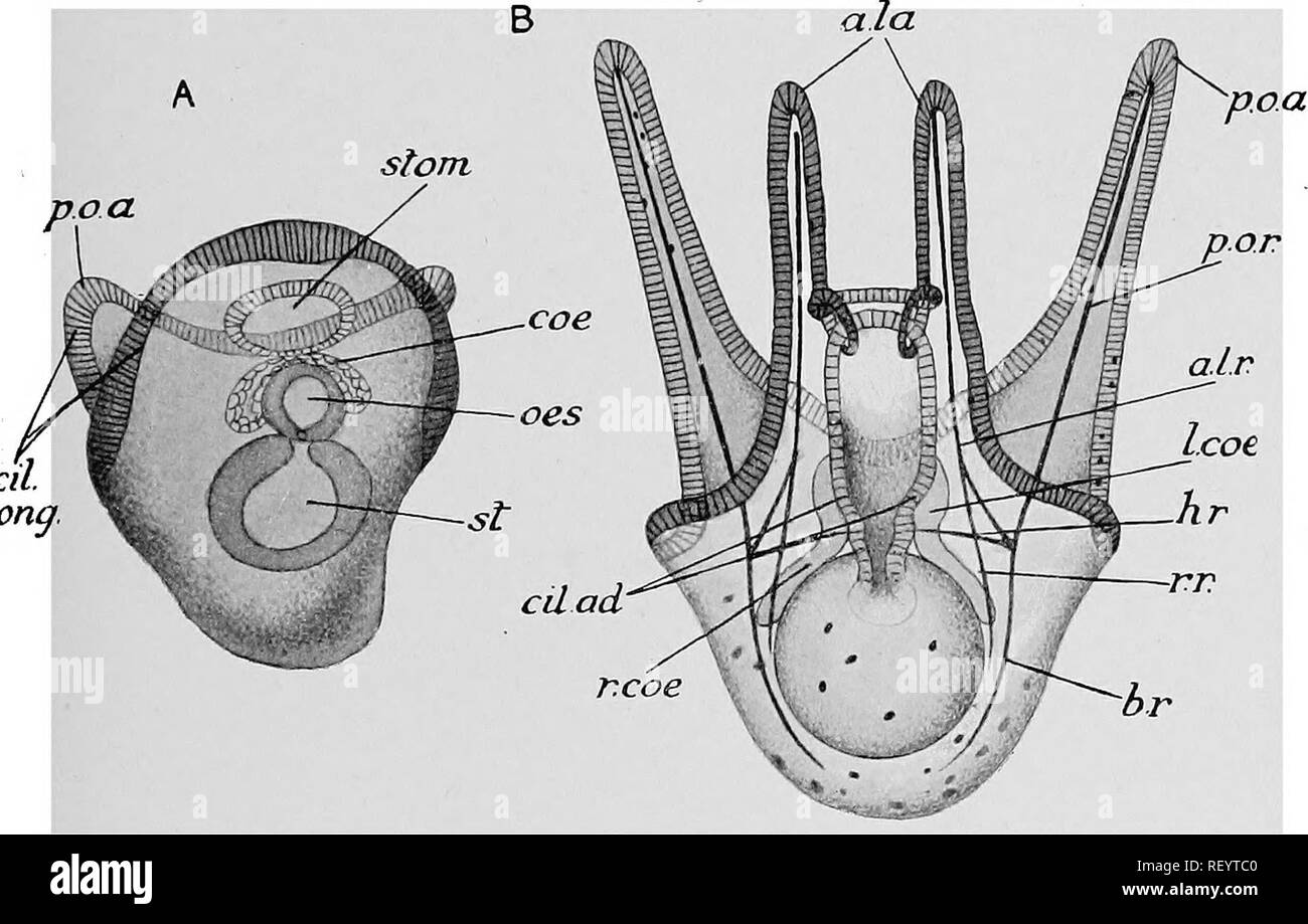 . Text-book of embryology. Embryology. XVI ECHINODERMATA 509 In a well ...