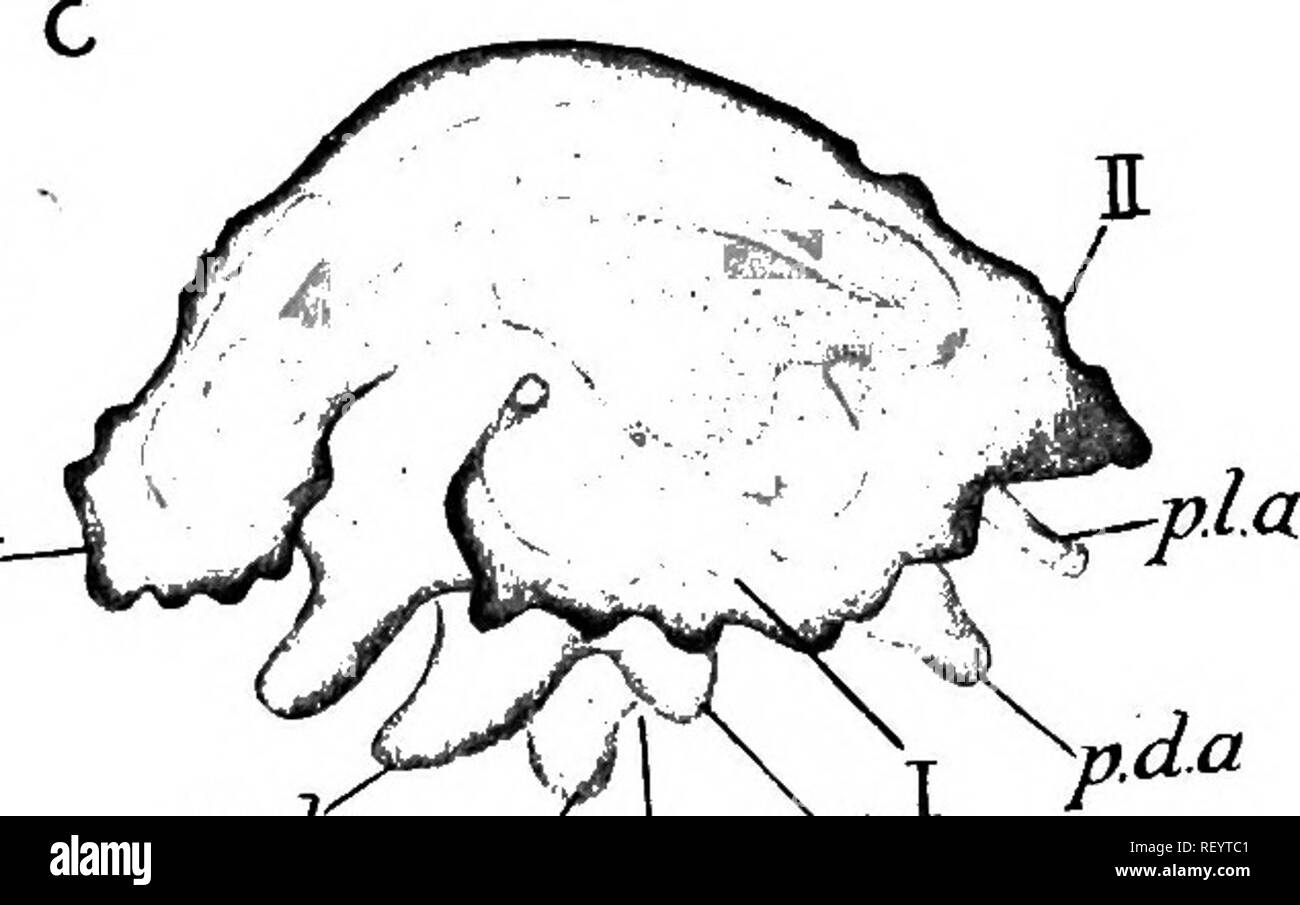 . Text-book of embryology. Embryology. Tn.d.a / I, i).; Fig. 362 ...