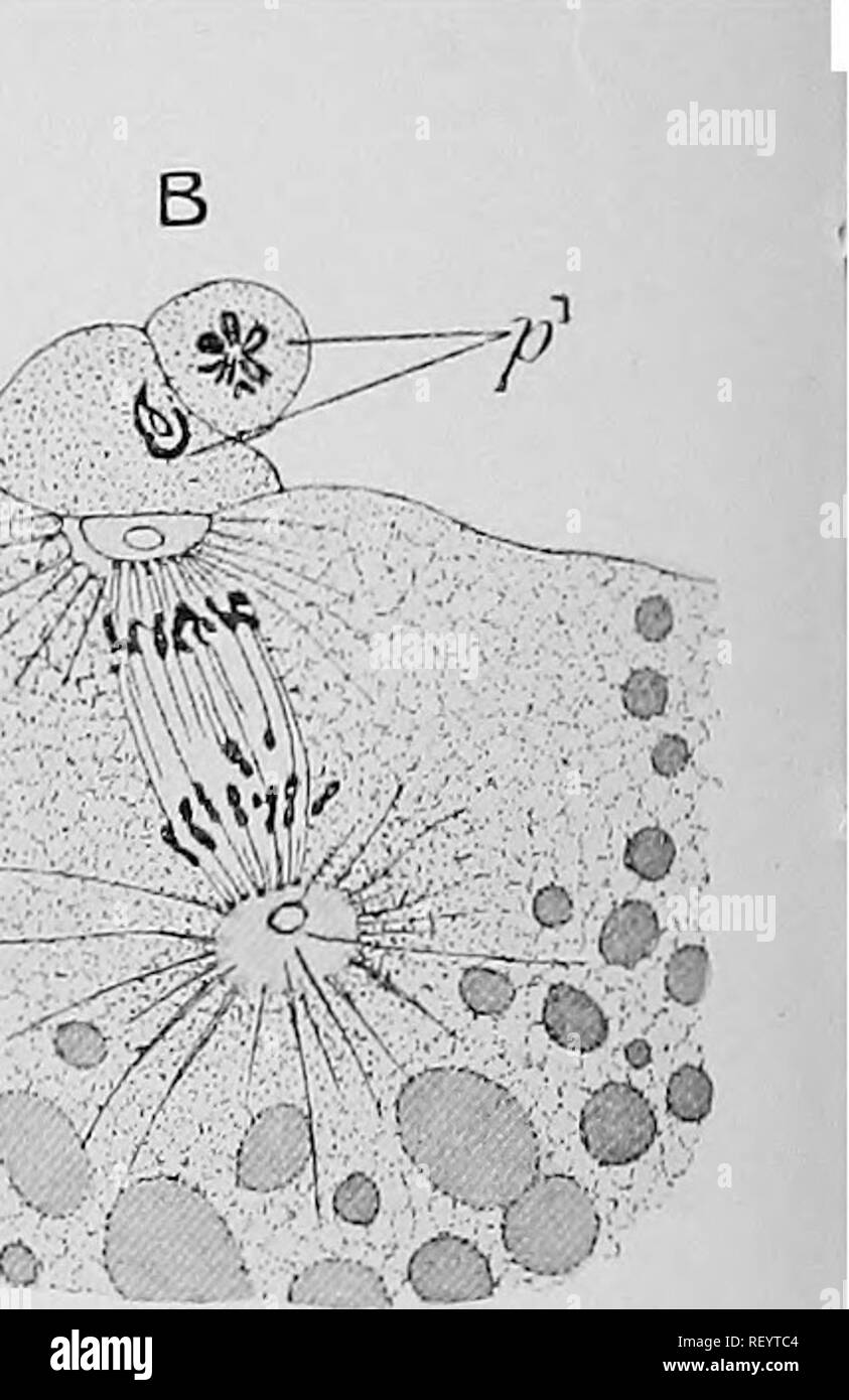 . Text-book of embryology. Embryology. 10 INVERTEBEATA CHAP. its ...