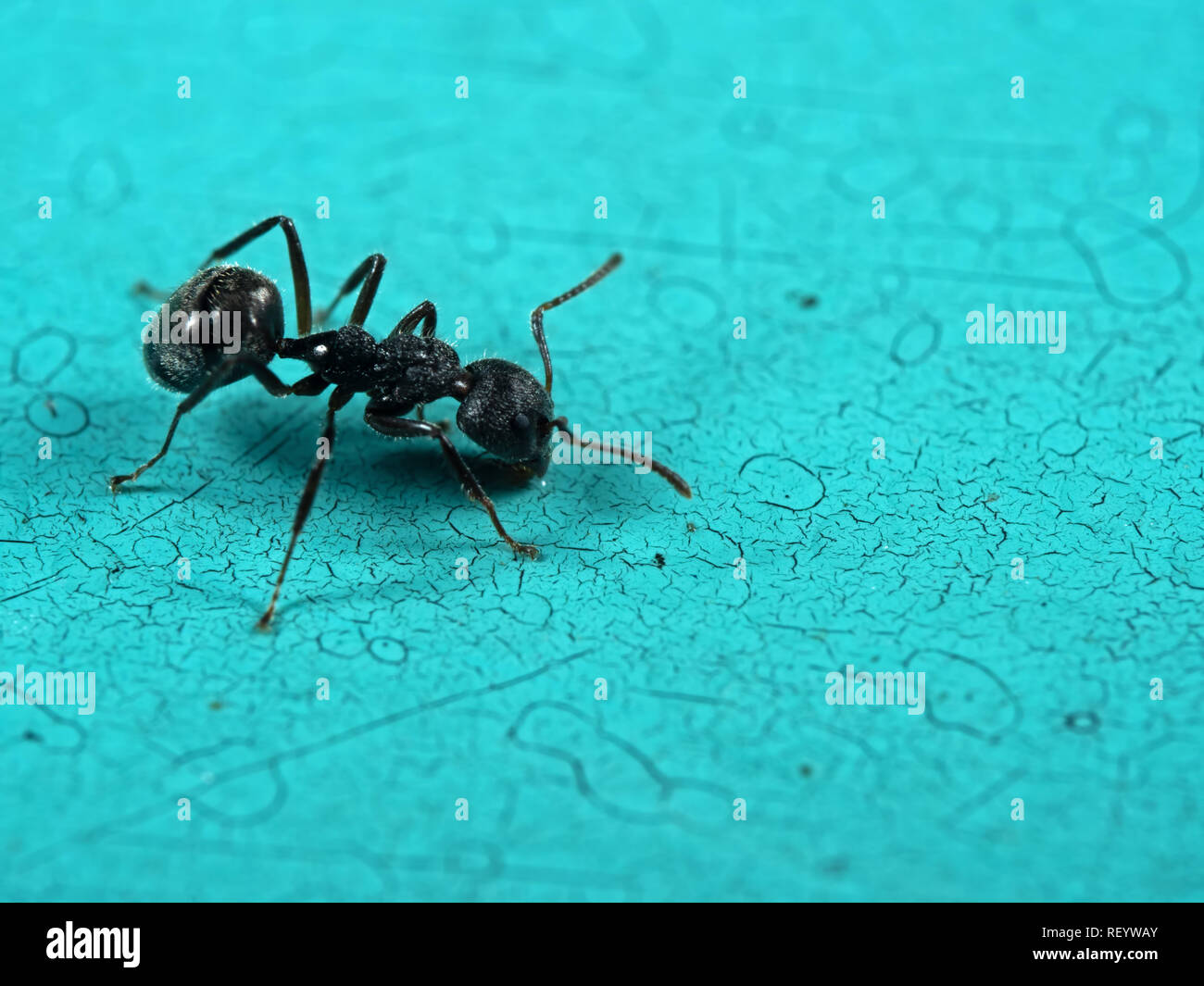 Macro Photography of Black Garden Ant on on Turquoise Floor Stock Photo ...
