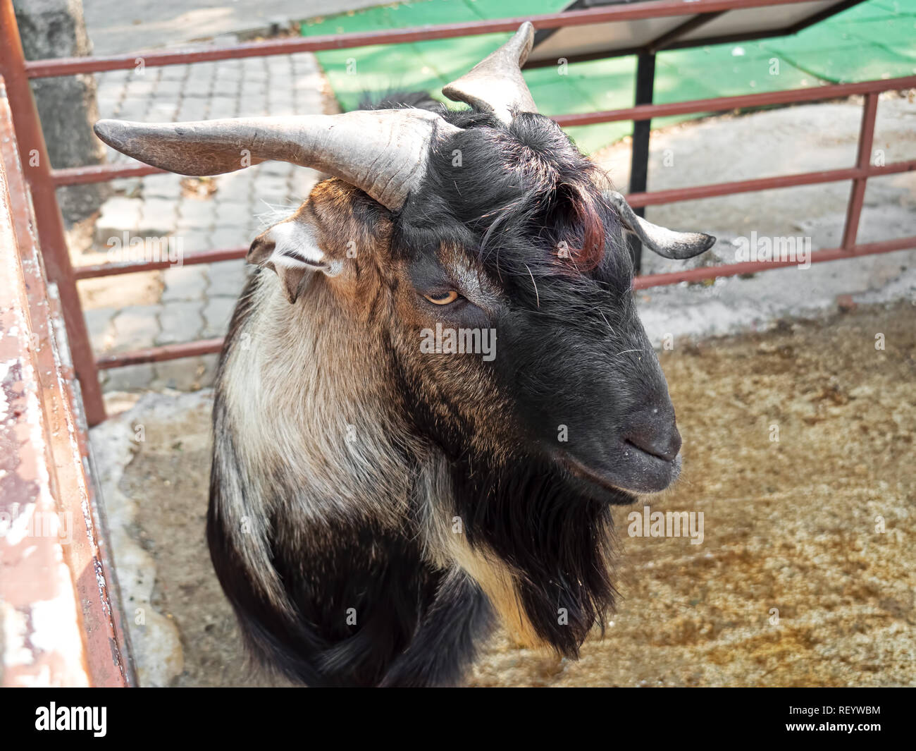 Closeup Head of Goat Isolated on Nature Background Stock Photo - Alamy