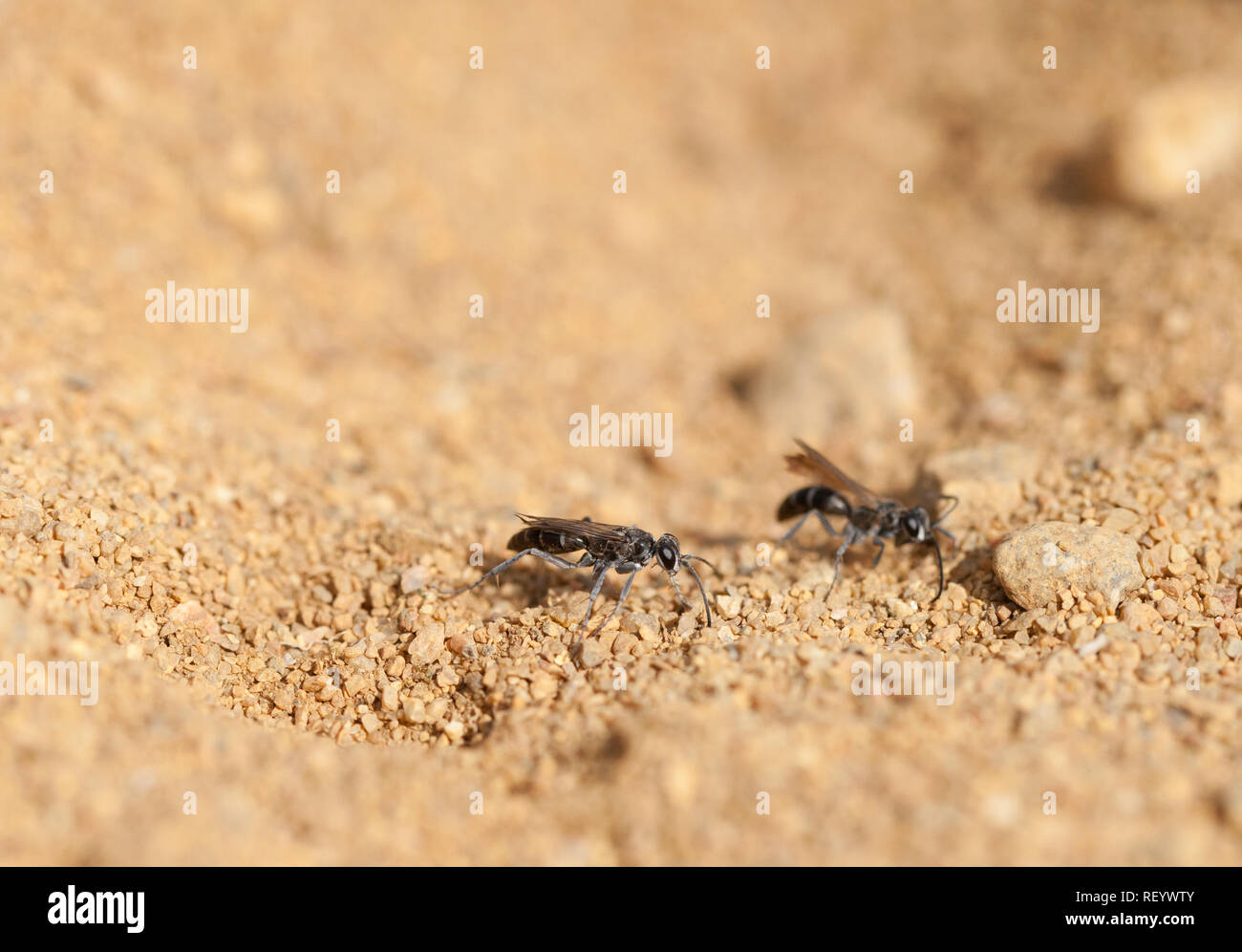 Spider wasp fight hi-res stock photography and images - Alamy