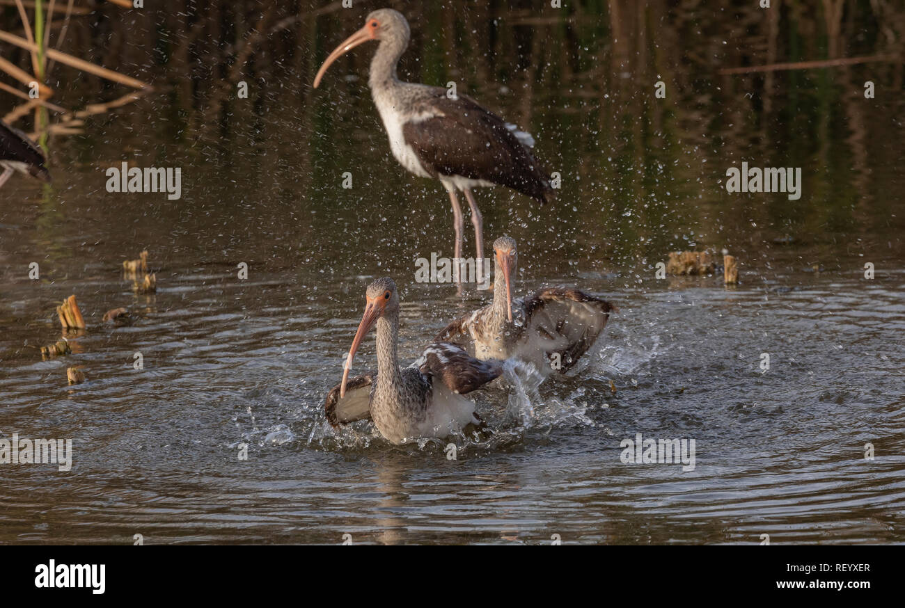 Group of immature American white ibis, Eudocimus albus bathing and ...