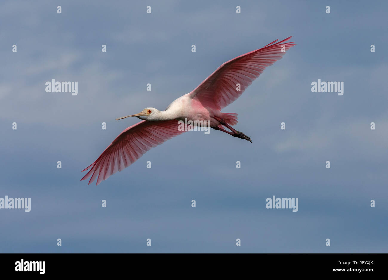 Roseate spoonbill, Platalea ajaja, in flight in winter, Texas Stock ...