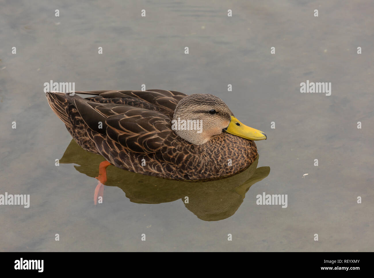 Mottled Duck High Resolution Stock Photography and Images - Alamy