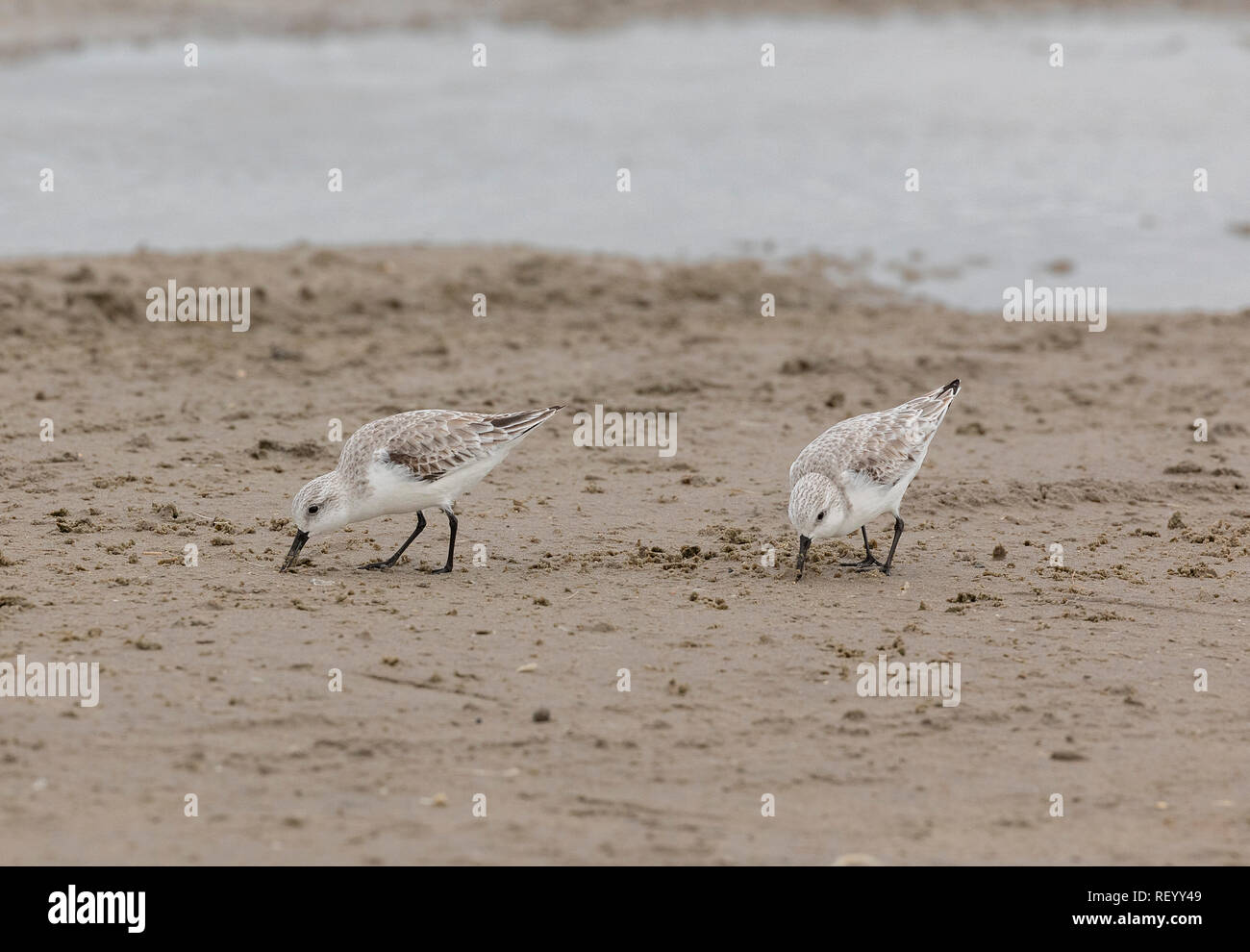Common Sanderling, Calidris alba feeding along the tideline, in winter ...