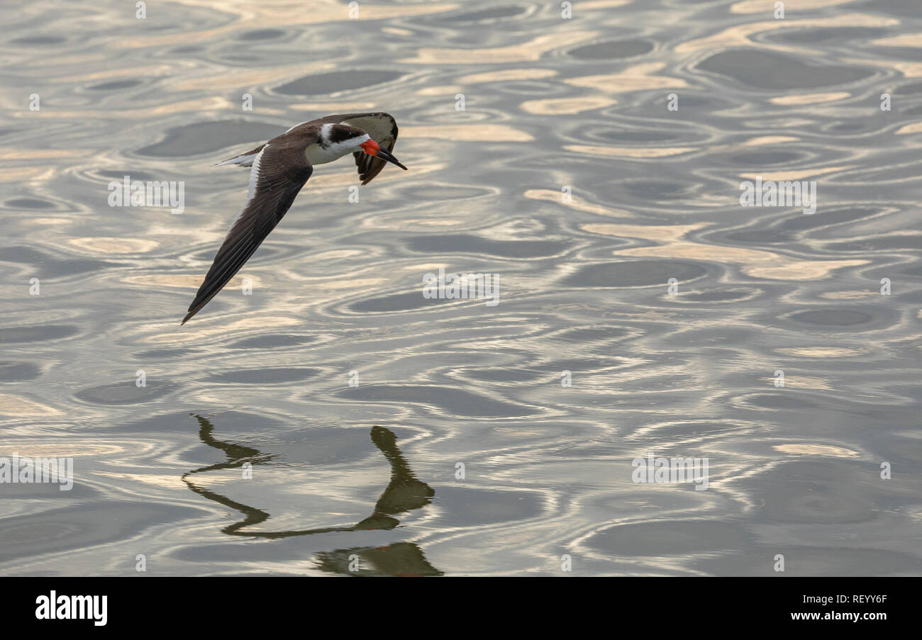 Black skimmer, Rynchops niger, in flight over lagoon, South Padre ...