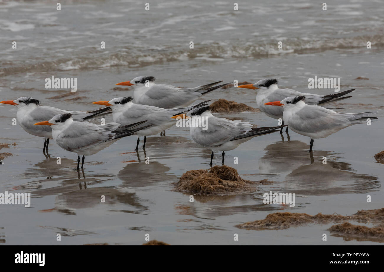 Royal tern, Thalasseus maximus flock roosting on beach in winter ...