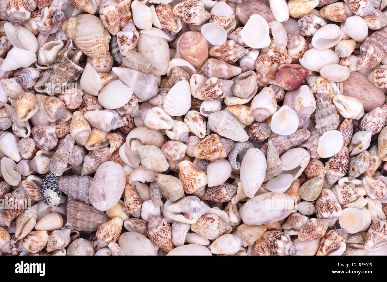 Shells of many types and sizes, background Stock Photo - Alamy
