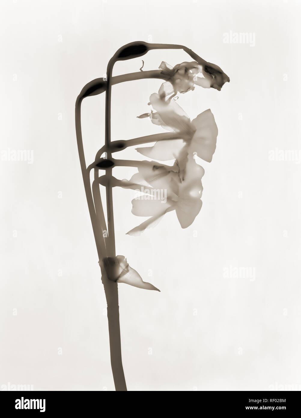 Natural forms hi-res stock photography and images - Alamy