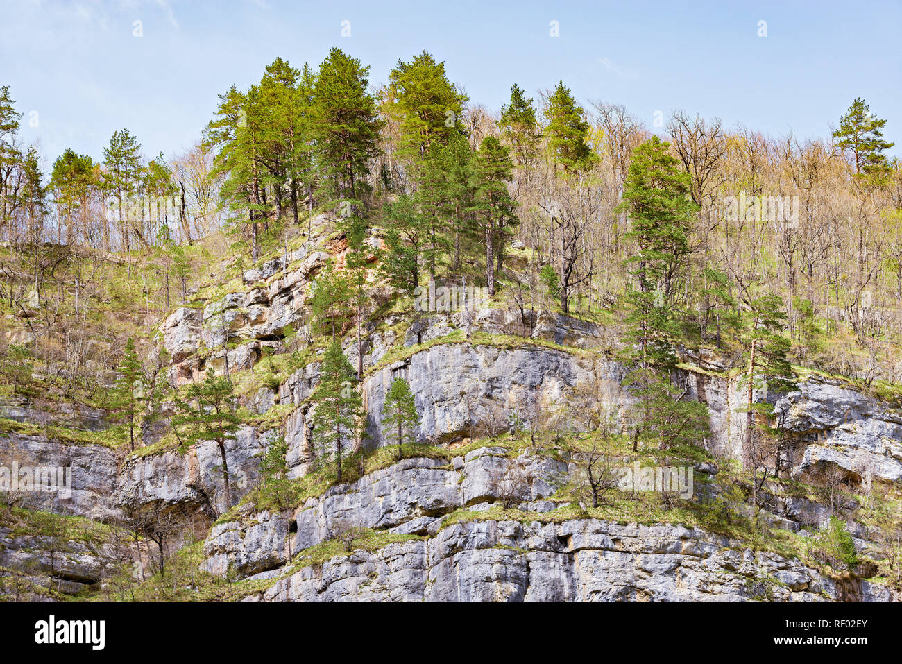 Pine trees on the cliffs in the gorge. Caucasus Stock Photo - Alamy