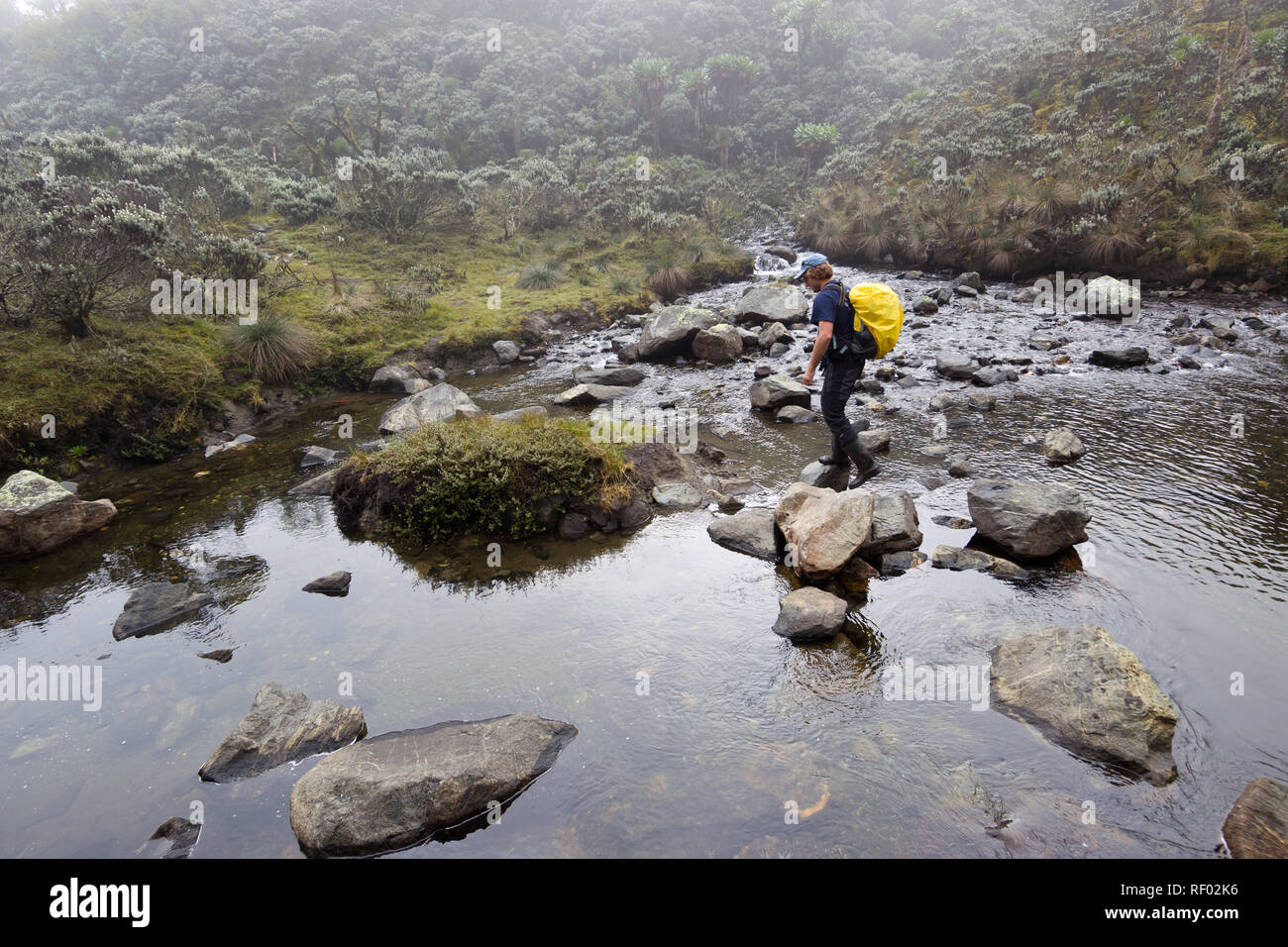 Hikers on the Kilembe Route, Rwenzori National Park, Uganda, pass ...