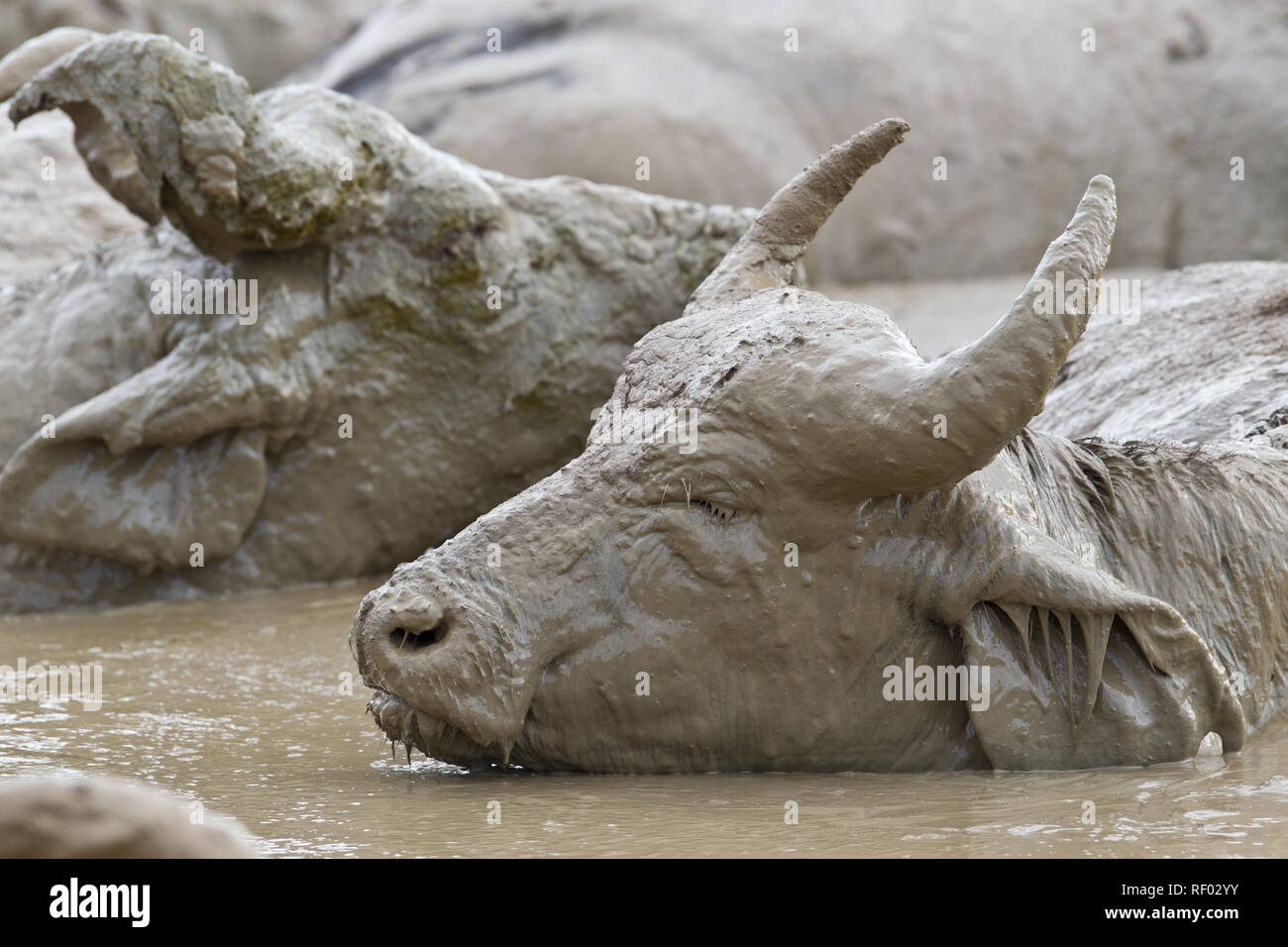 Buffalo wallow hi-res stock photography and images - Alamy