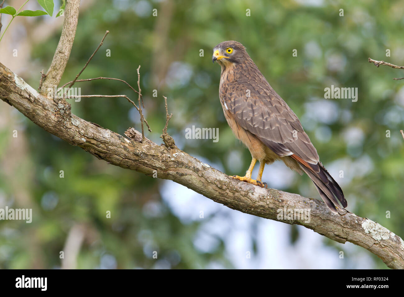 Grasshopper Buzzard, Butastur rufipennis, perches in Murchison Falls ...