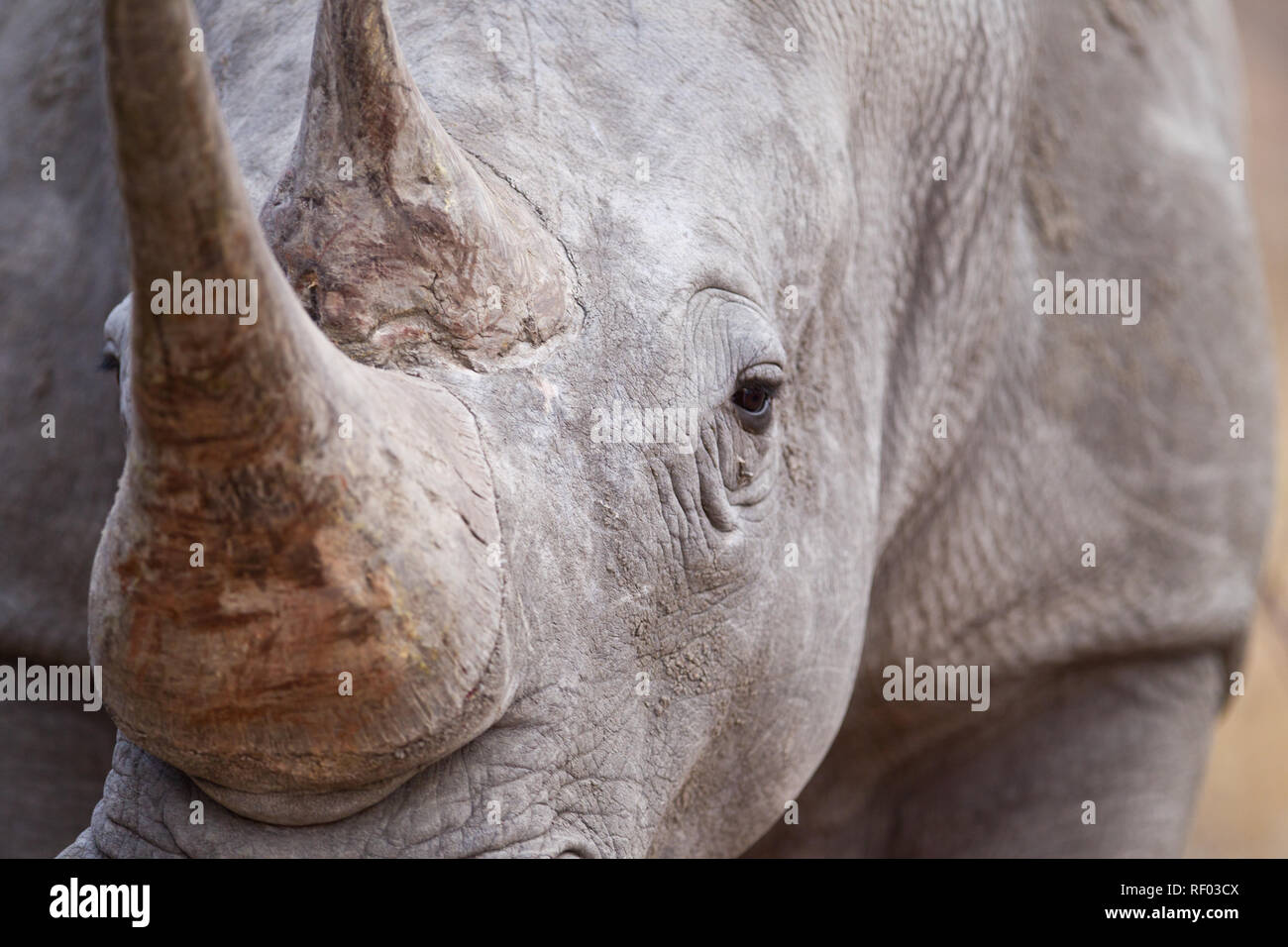 In South Africa, many private game farms, like this one in Limpopo ...
