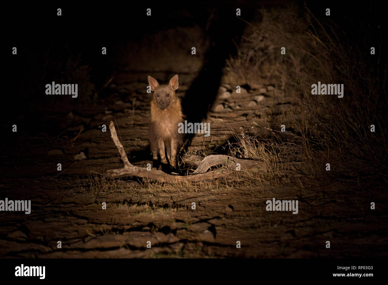 Brown Hyena, Hyaena brunnea, also called Strandwolf, are relatively ...