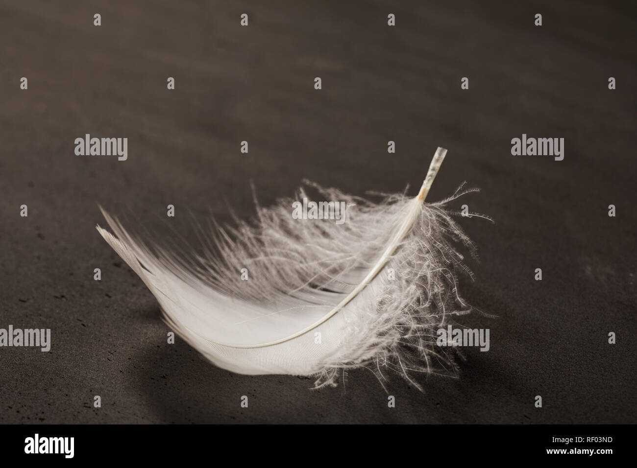 Close-up of a white feather as concept of fragility or softness on gray ...