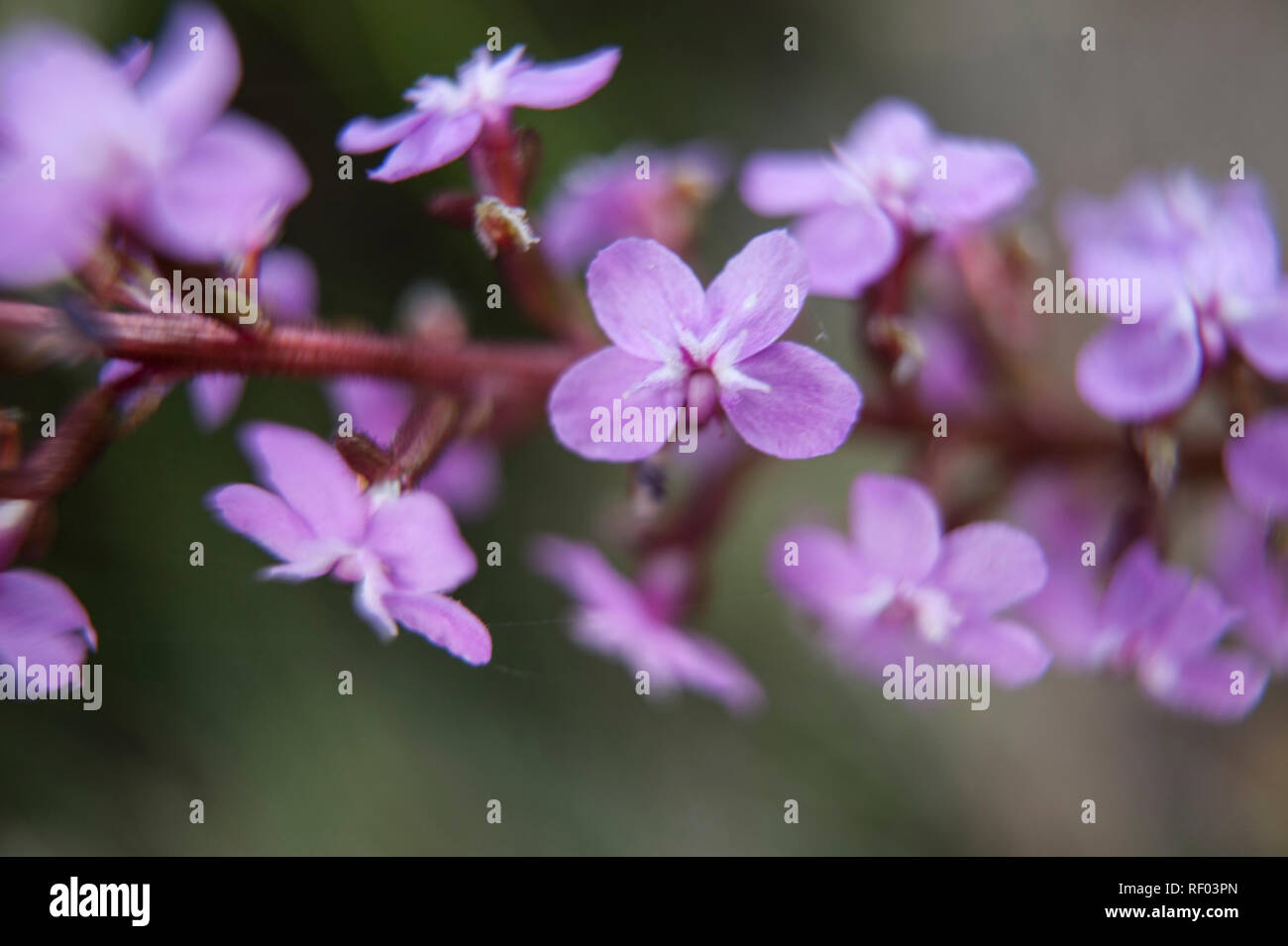 Wildflowers of the Victorian High Country, Australian Alps, Victoria ...