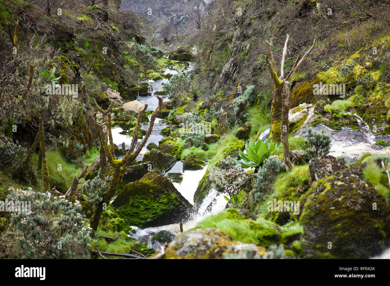 Rwenzori mountains hi-res stock photography and images - Alamy