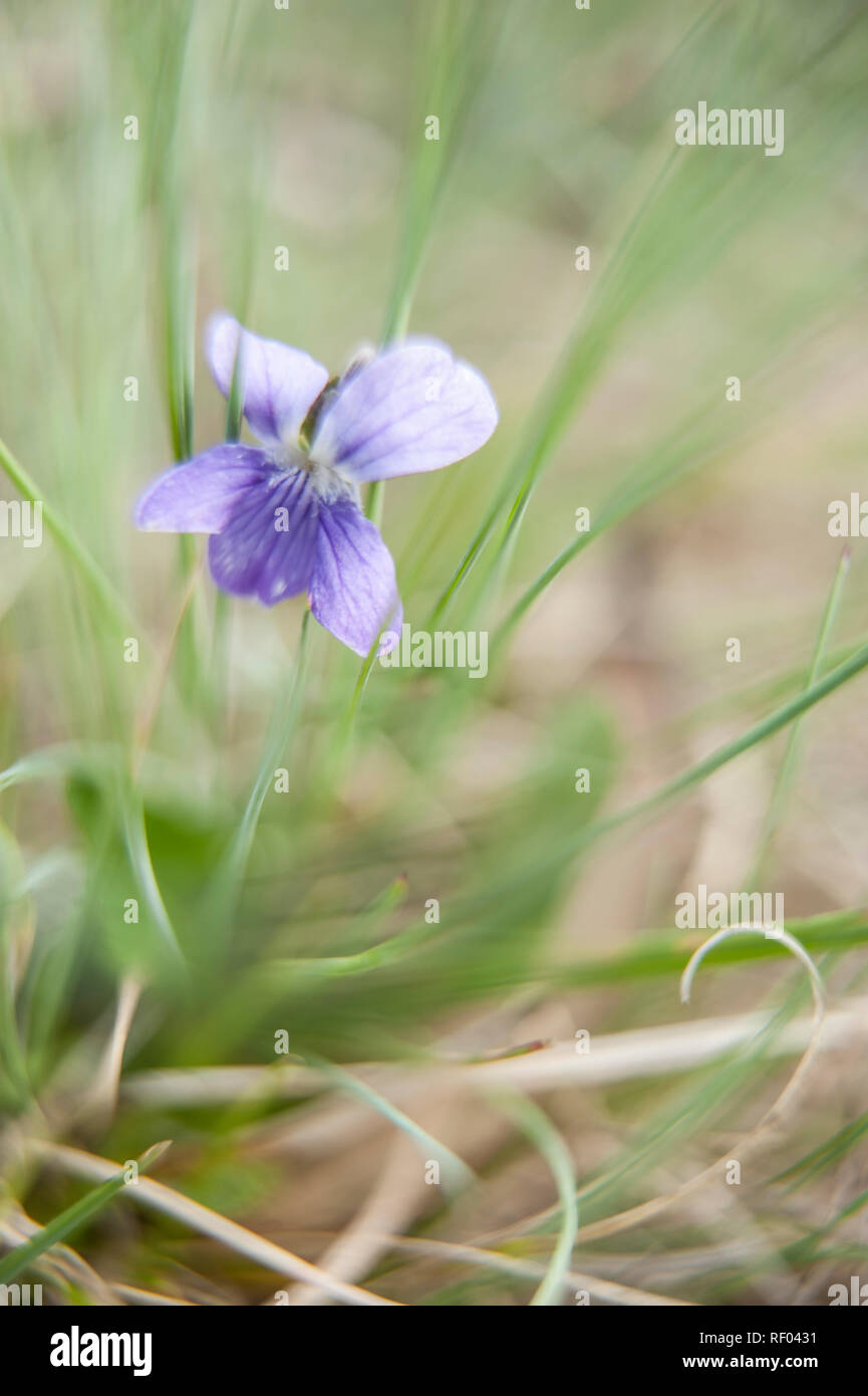 Wildflowers of the Victorian High Country, Australian Alps, Victoria ...