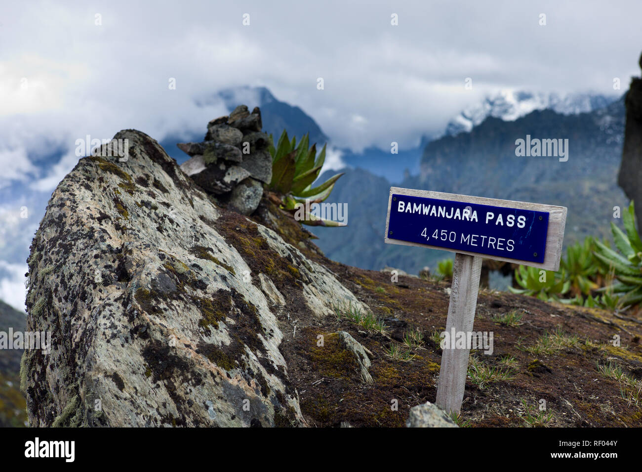 On Day 4 of the Kilembe Route, Rwenzori National Park, Uganda, hikers ...