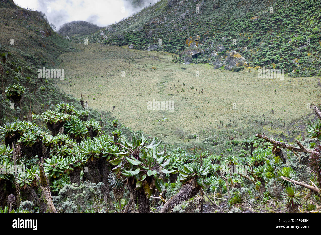 Alpine wetland zone hi-res stock photography and images - Alamy