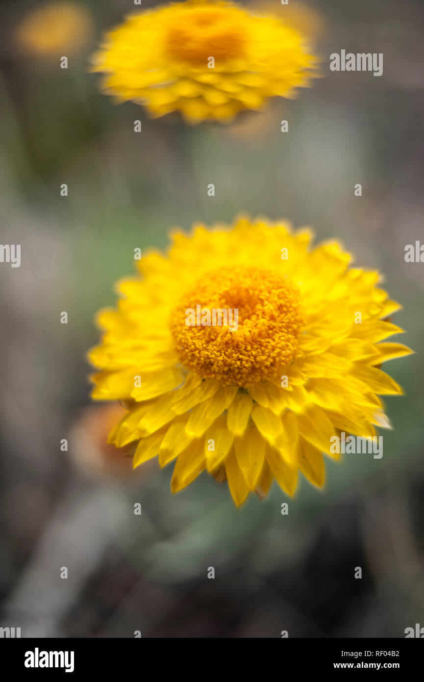 Wildflowers of the Victorian High Country, Australian Alps, Victoria ...