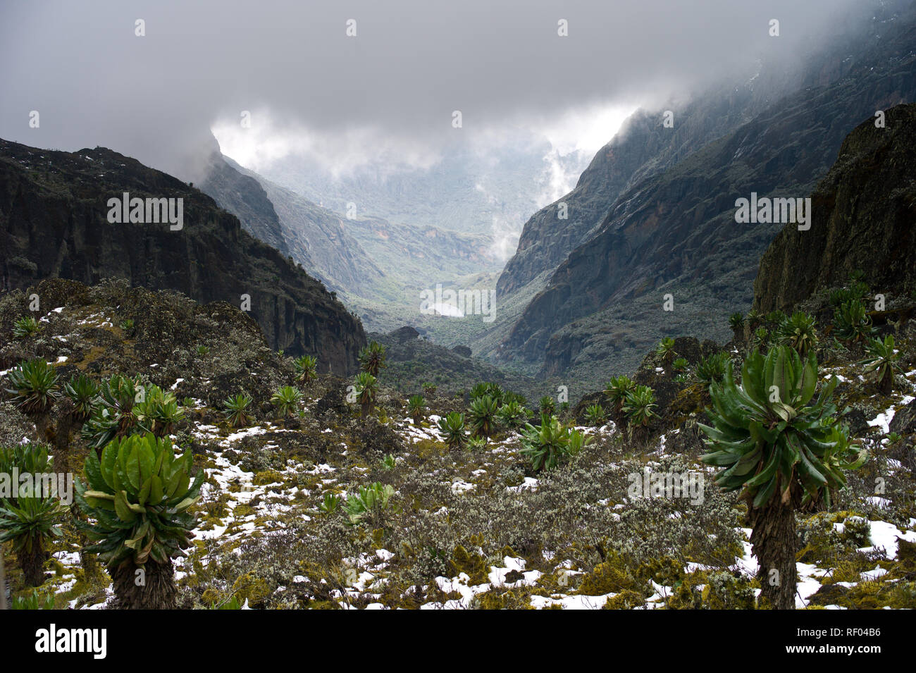 Rwenzori mountains hi-res stock photography and images - Alamy