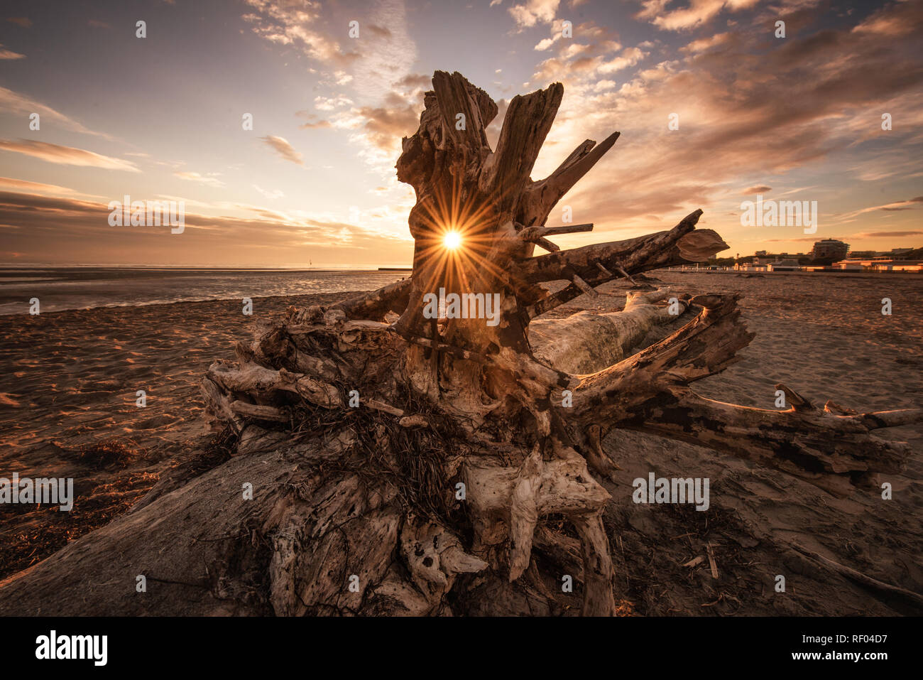 A stranded log on the shore of Grado, Italy, turns the setting sun into ...