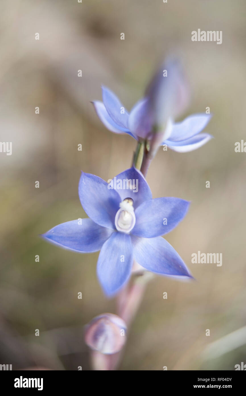 Wildflowers of the Victorian High Country, Australian Alps, Victoria ...