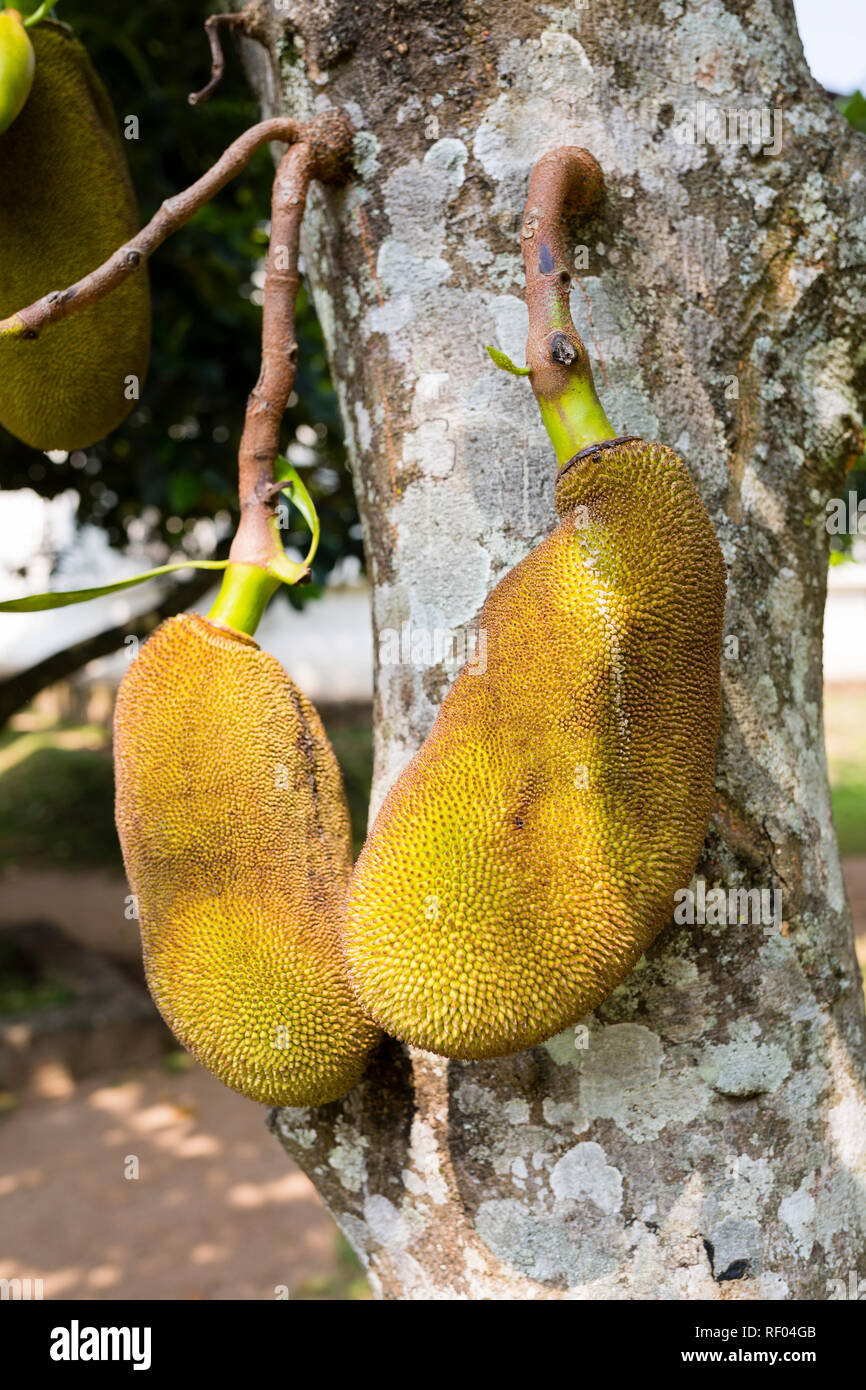 Jack fruit tree sri lanka hi-res stock photography and images - Alamy