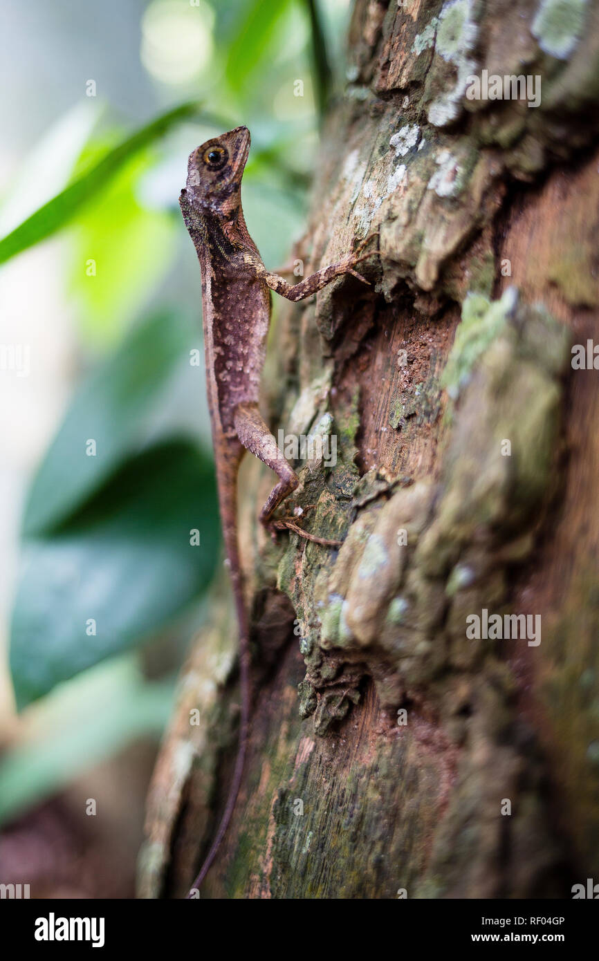 Indian tree lizard hi-res stock photography and images - Alamy