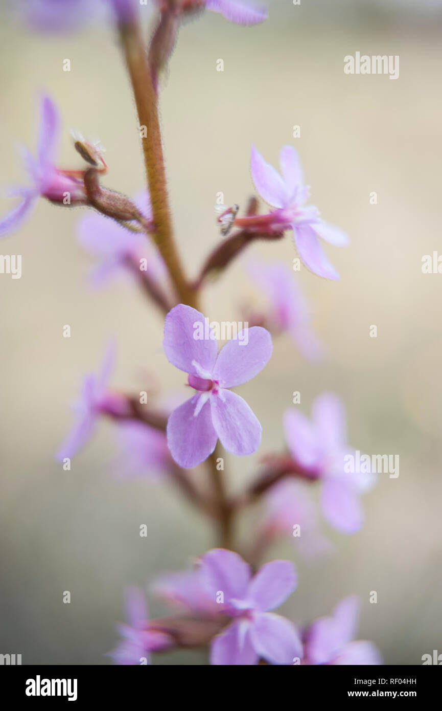 Wildflowers of the Victorian High Country, Australian Alps, Victoria ...