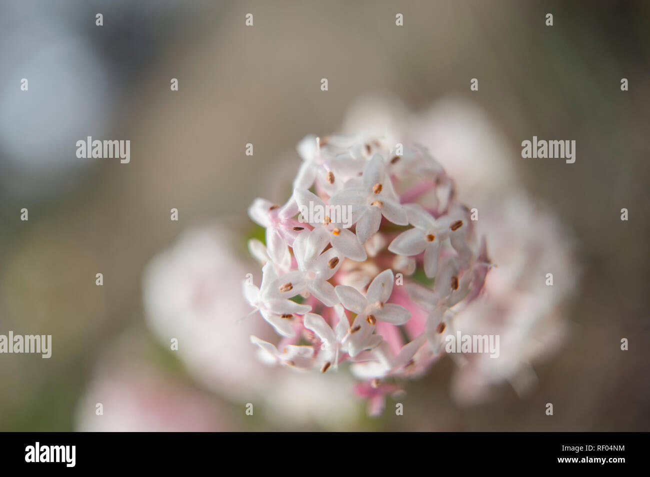 Wildflowers of the Victorian High Country, Australian Alps, Victoria ...