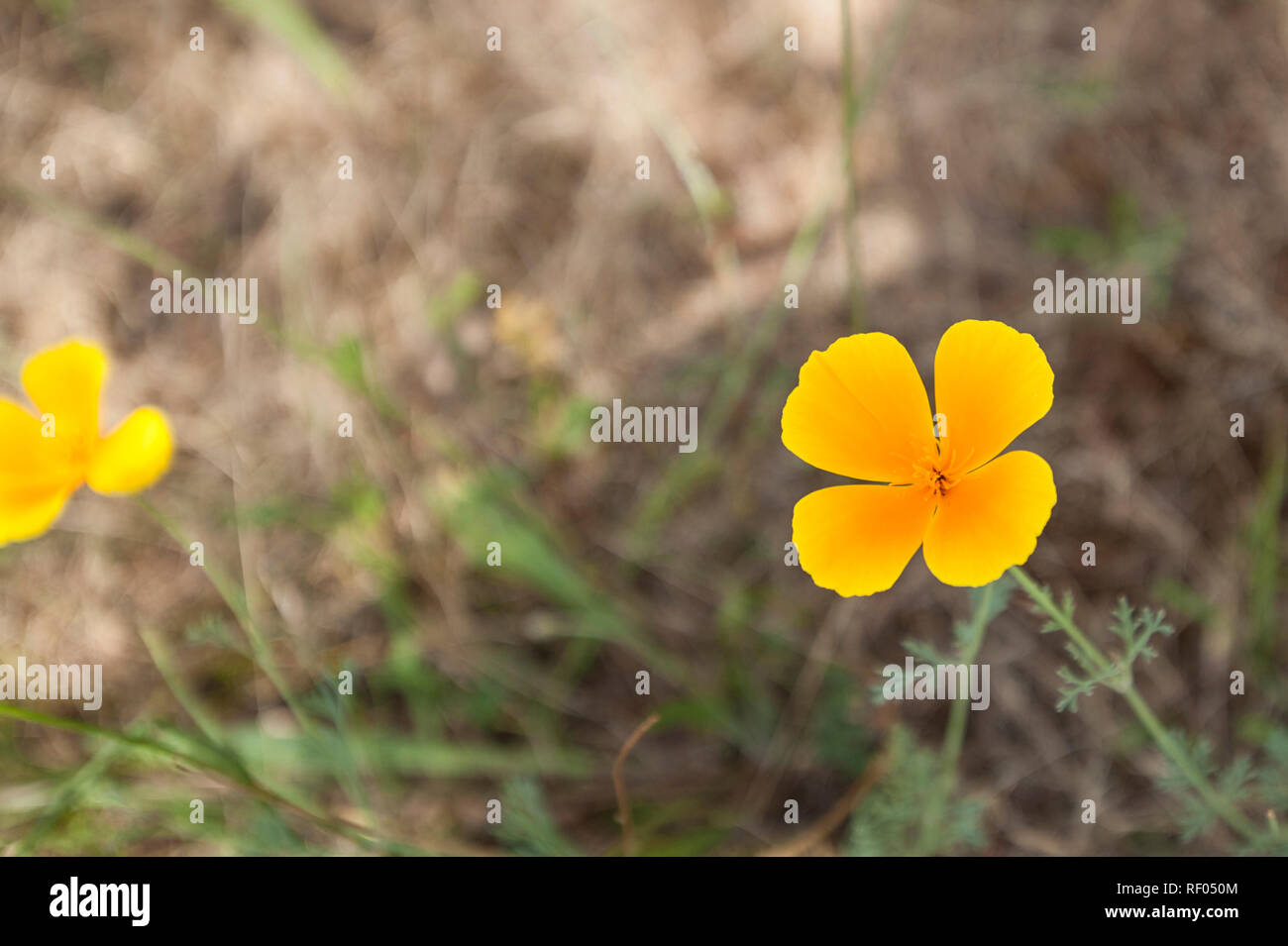 Victorian wildflowers hi-res stock photography and images - Alamy