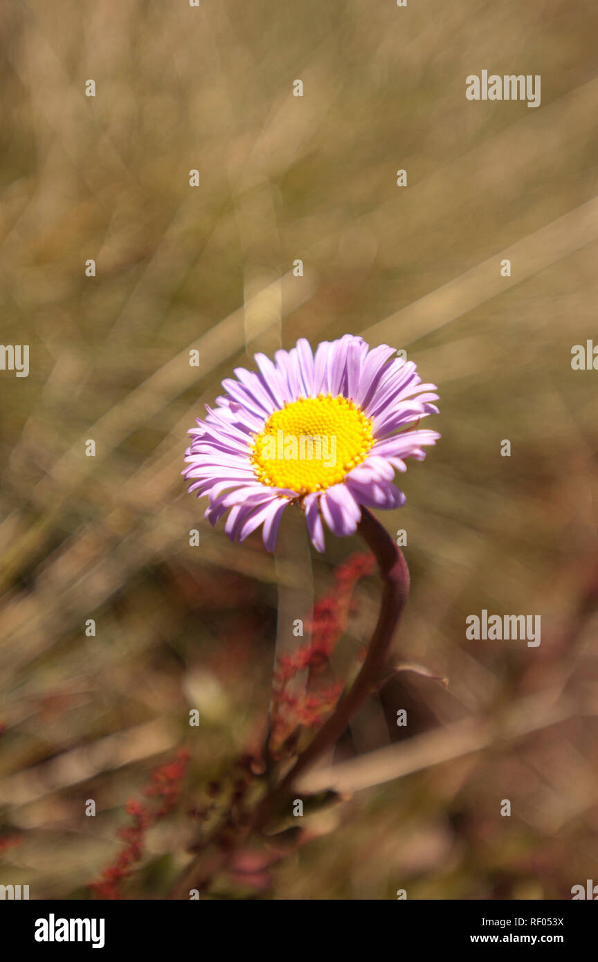 Wildflowers of the Victorian High Country, Australian Alps, Victoria ...