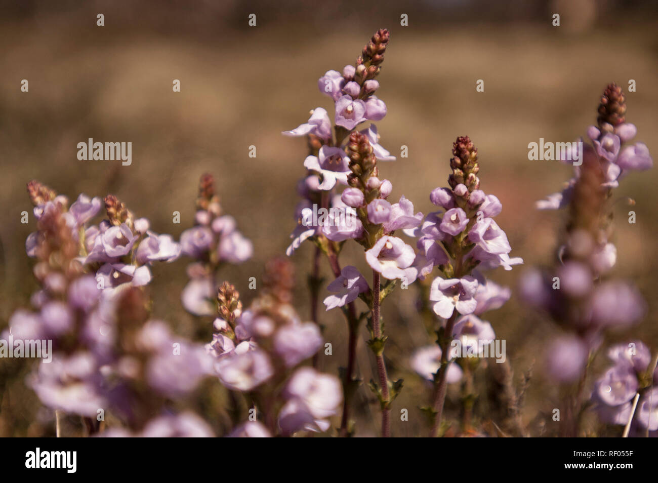 Wildflowers of the Victorian High Country, Australian Alps, Victoria ...