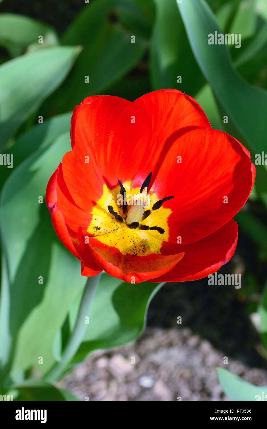 Tulpen tulipa sp hi-res stock photography and images - Alamy