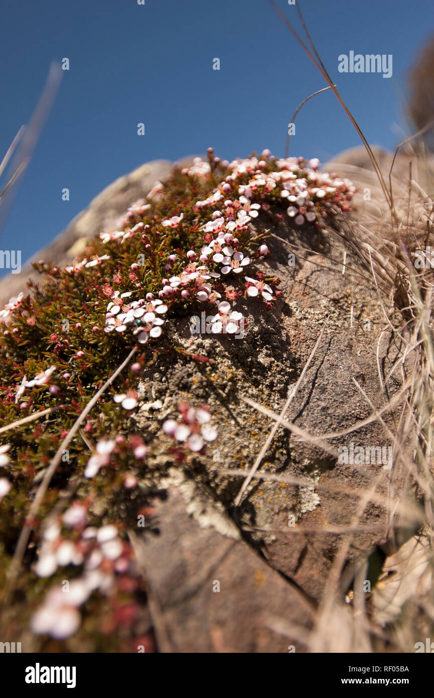 Australian alps wildflowers hi-res stock photography and images - Alamy