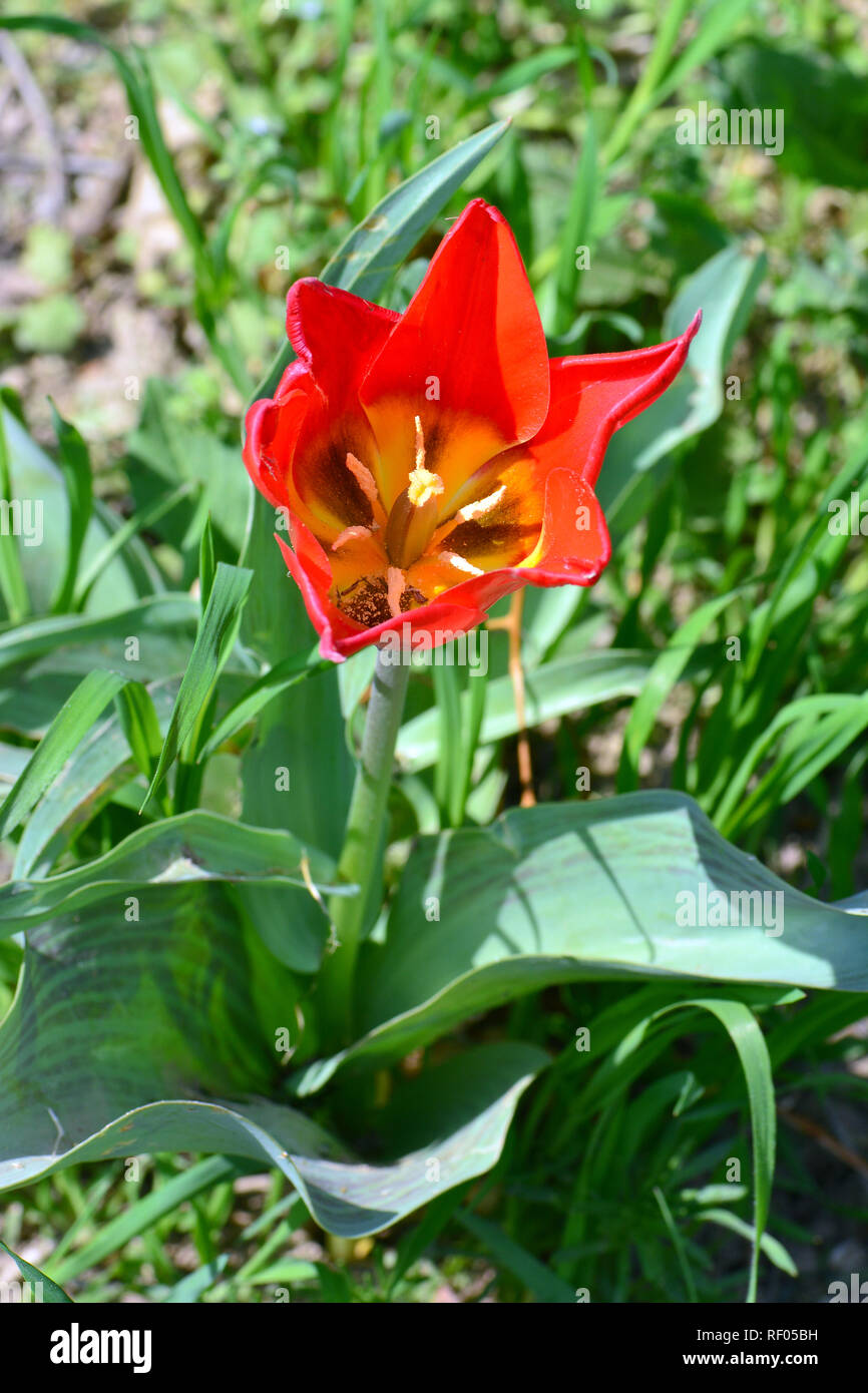 Tulip, Tulpen, tulipán, Tulipa sp Stock Photo - Alamy