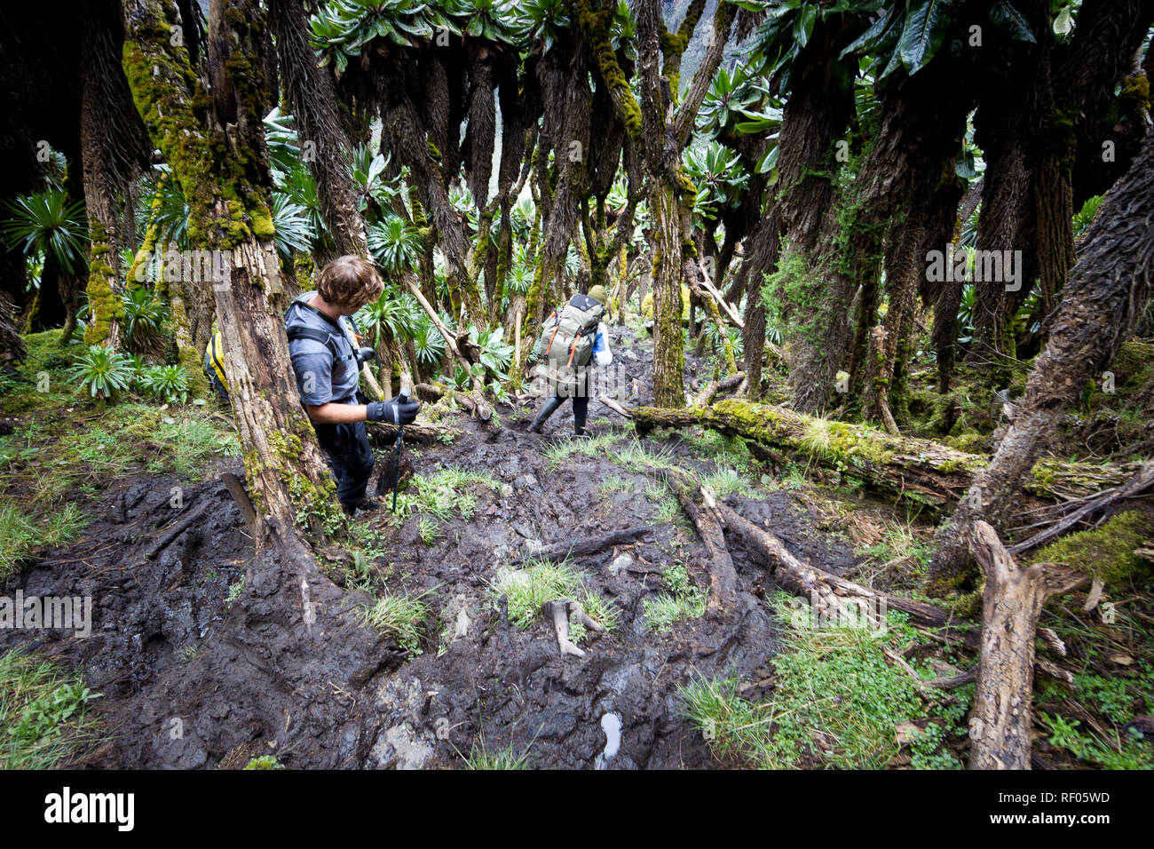 One Kilembe Route, Rwenzori National Park, Uganda, hikers pass the Afro ...