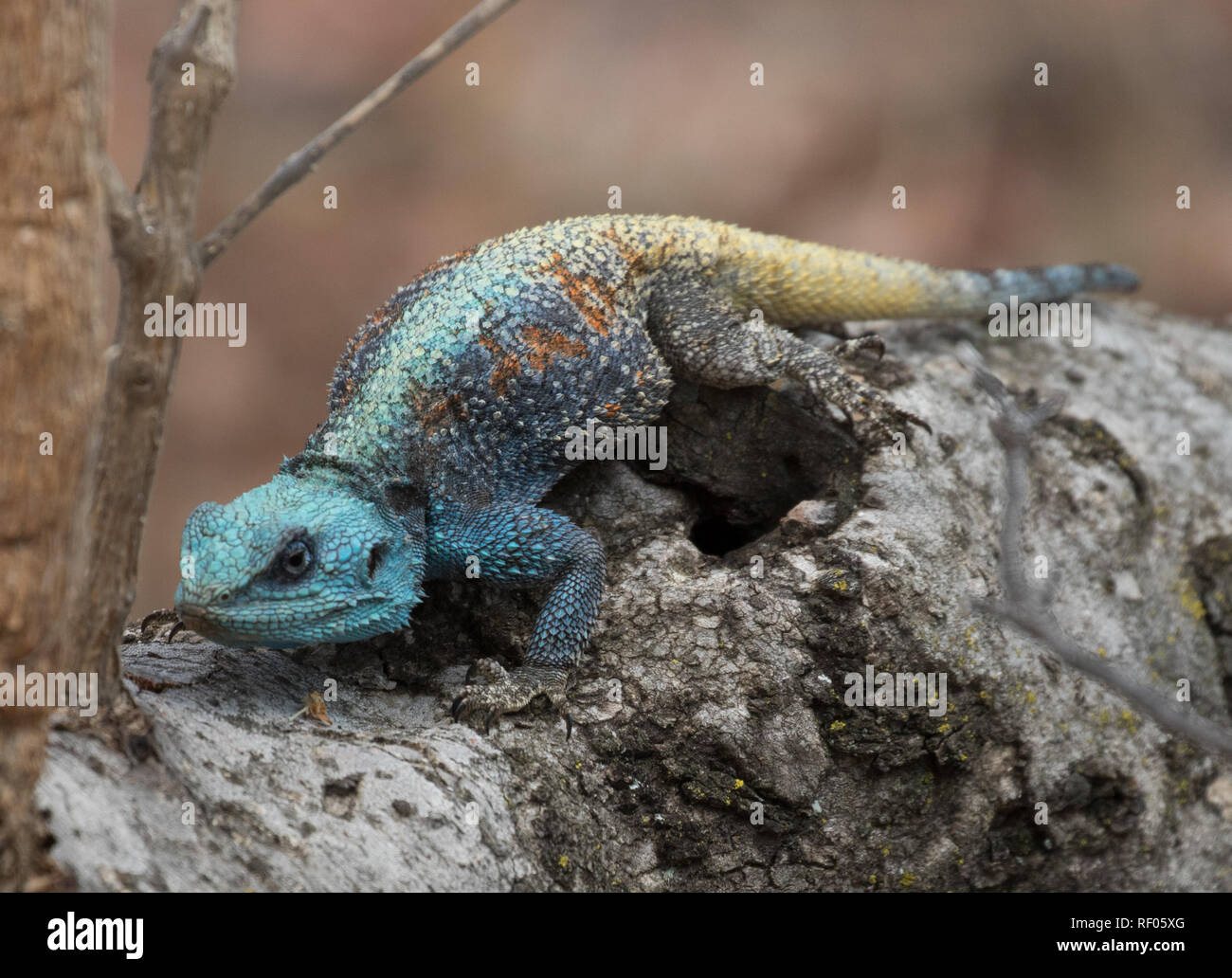 Tree agama lizard agama hi-res stock photography and images - Alamy
