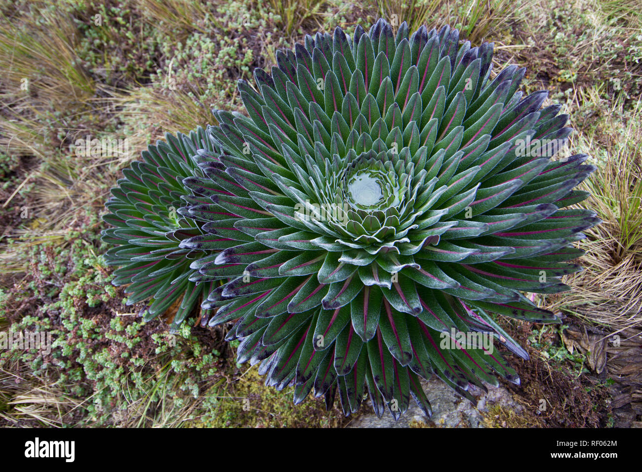Giant lobelia hi-res stock photography and images - Alamy