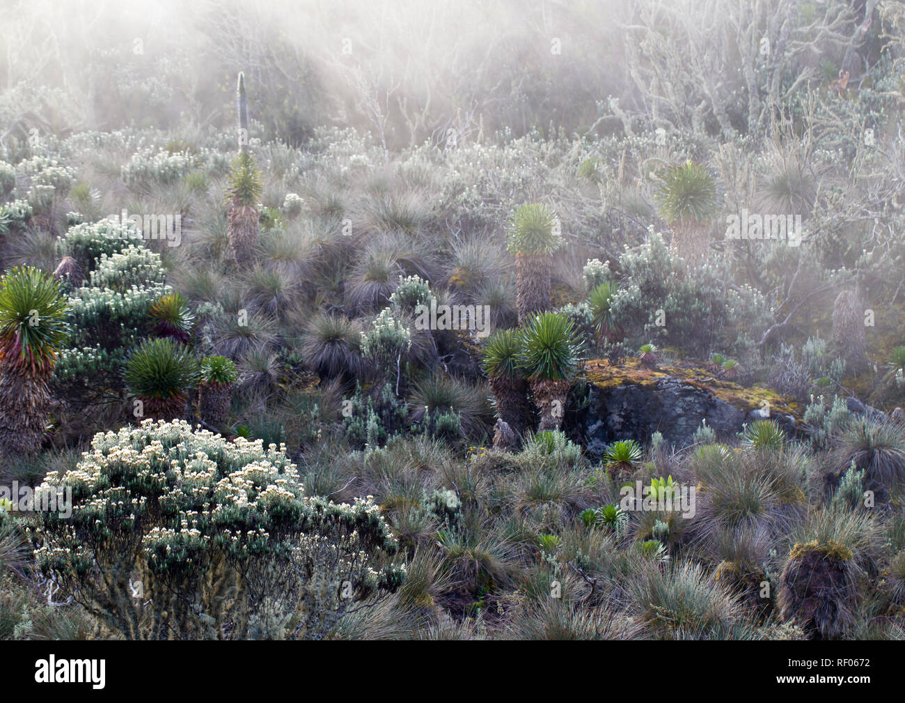 Afro Alpine Vegetation High Resolution Stock Photography and Images - Alamy