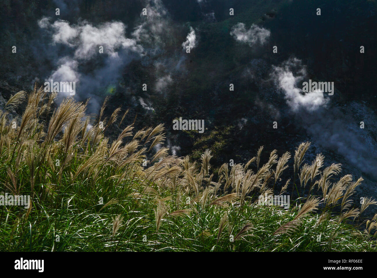 Slope with wild growth hi-res stock photography and images - Alamy