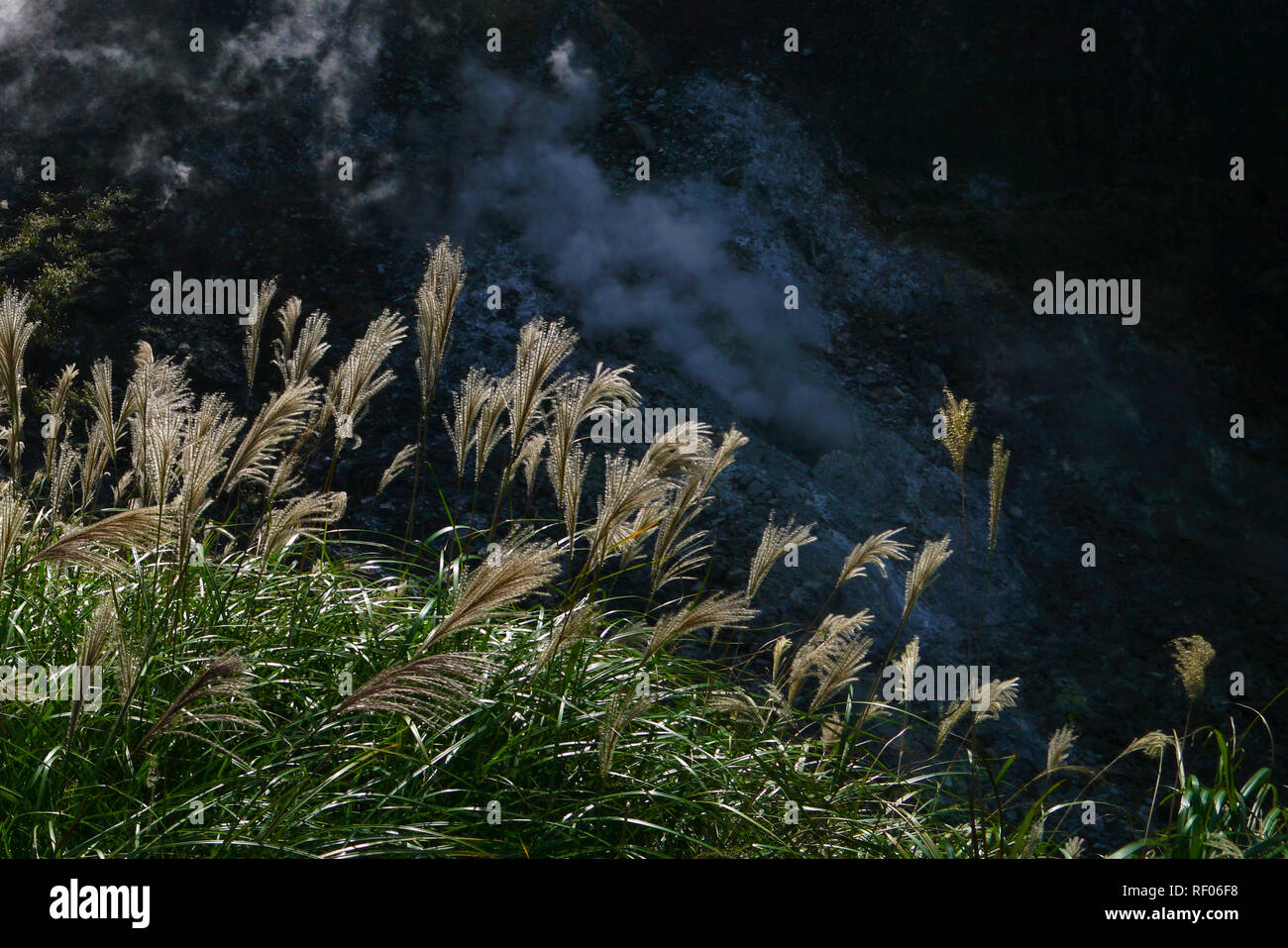 Slope with wild growth hi-res stock photography and images - Alamy